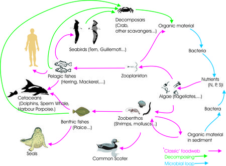 Pollution and the food web - Coastal Wiki
