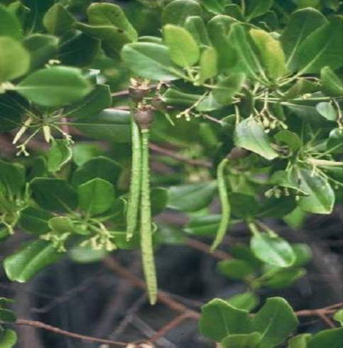 File:Propagules.JPG - Coastal Wiki