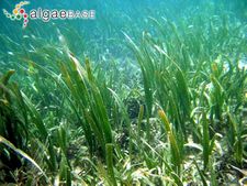 Seagrass meadows - Coastal Wiki