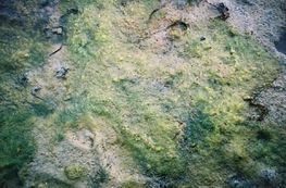 Salt marshes - Coastal Wiki