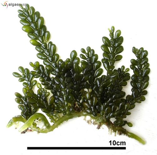 Diversity and classification of marine benthic algae - Coastal Wiki
