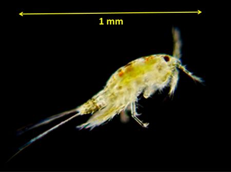 Meiofauna - Coastal Wiki