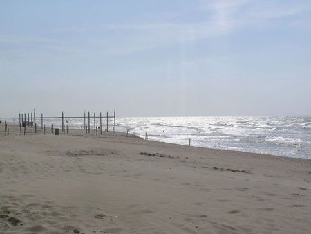 Sandy shore habitat - Coastal Wiki
