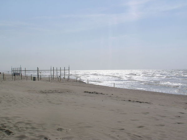 Sandy shore habitat - Coastal Wiki