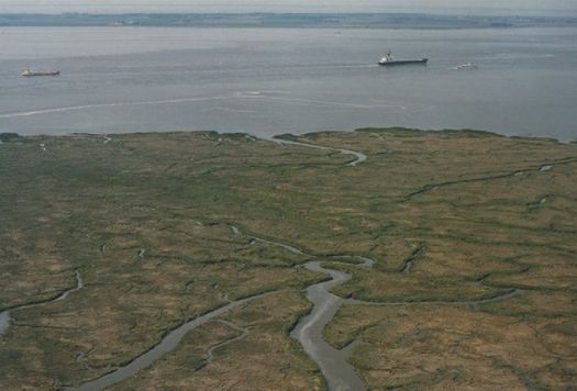 Salt marsh - Coastal Wiki
