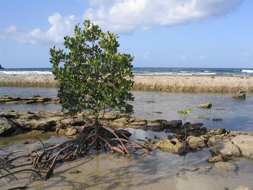 Mangroves - Coastal Wiki