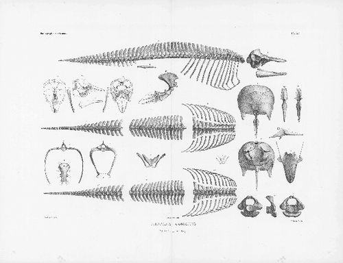 Harbour porpoise in the Belgian part of the North Sea - Coastal Wiki