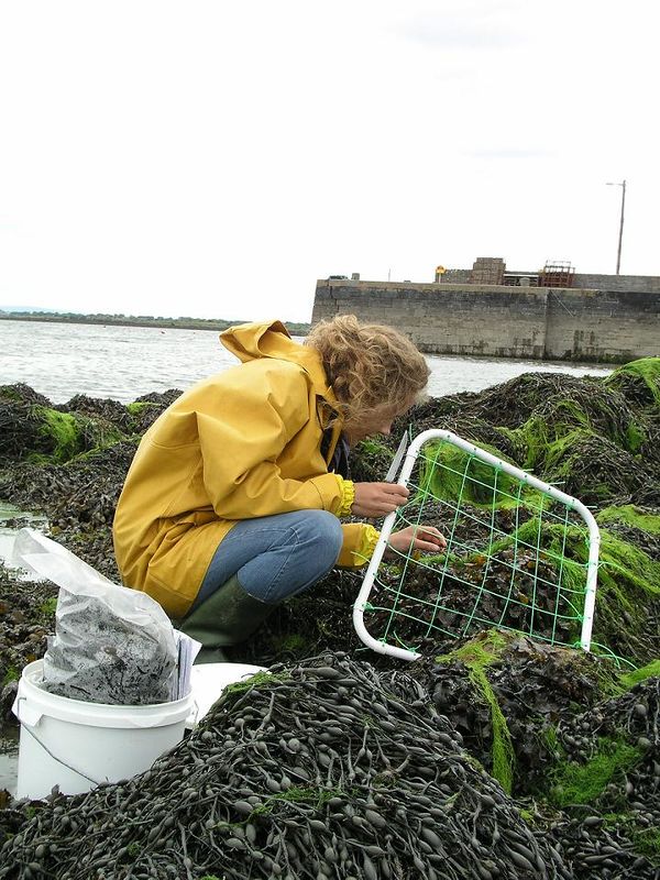 Sampling - Coastal Wiki