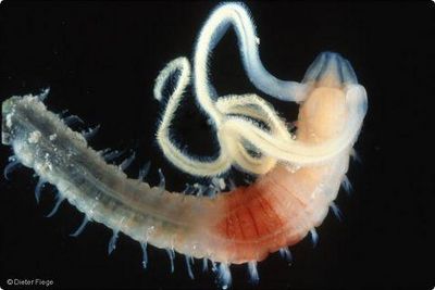 Benthos - Coastal Wiki