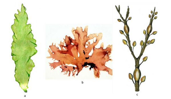 Seaweed (macro-algae) ecosystem services - Coastal Wiki