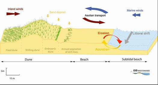 Dynamics, threats and management of dunes - Coastal Wiki