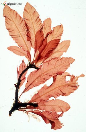 Diversity and classification of marine benthic algae - Coastal Wiki