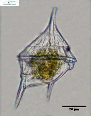 Marine Plankton - Coastal Wiki