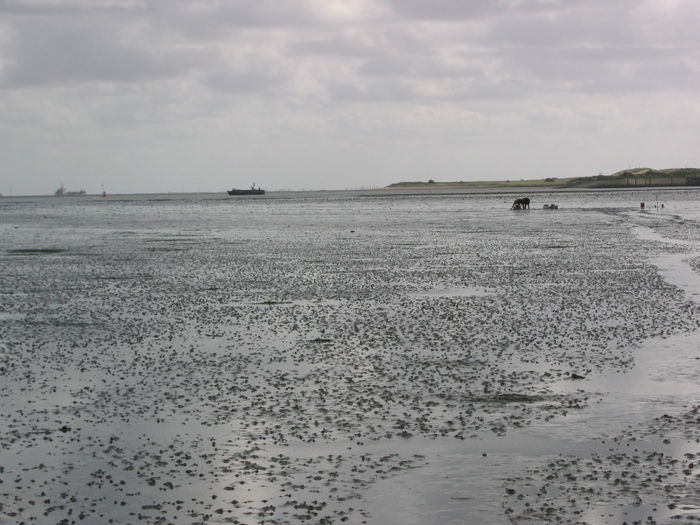 Biogeomorphology of coastal systems - Coastal Wiki