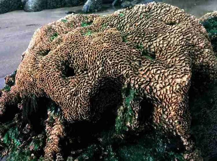Nature-based shore protection - Coastal Wiki
