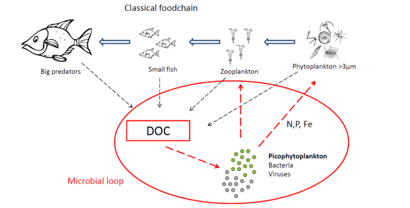 Microbial loop - Coastal Wiki