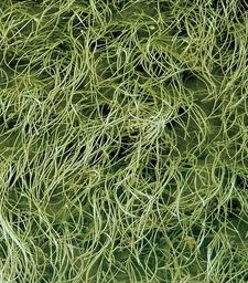 Seagrass meadows - Coastal Wiki