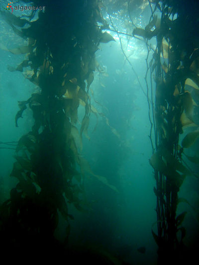 Diversity and classification of marine benthic algae - Coastal Wiki