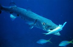 Coral reefs - Coastal Wiki
