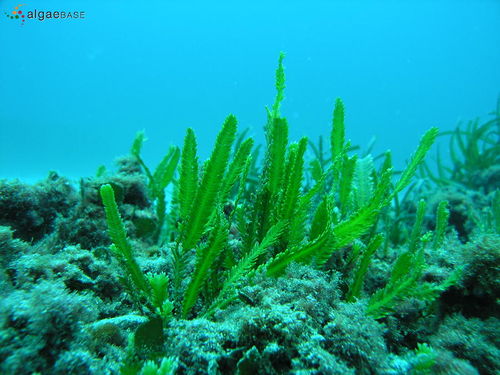Diversity and classification of marine benthic algae - Coastal Wiki