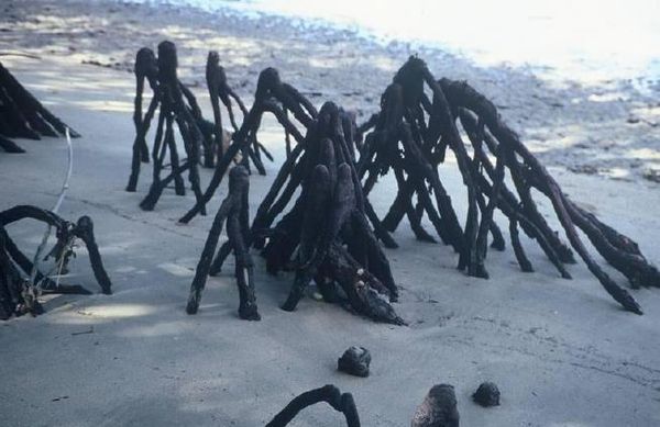 Mangroves - Coastal Wiki