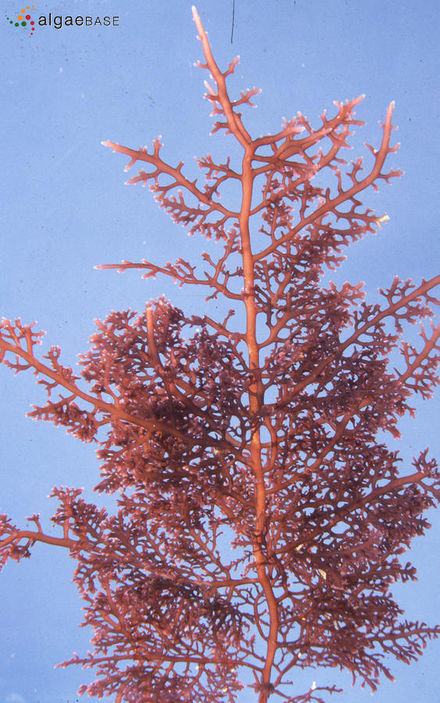Diversity and classification of marine benthic algae - Coastal Wiki