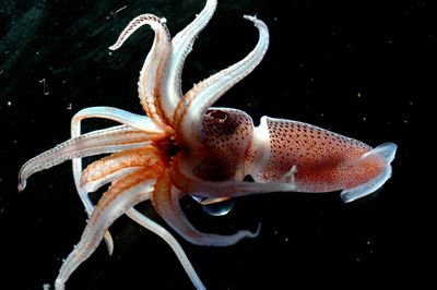 Deep sea habitat - Coastal Wiki