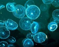 Portal:Marine Biotechnology - Coastal Wiki