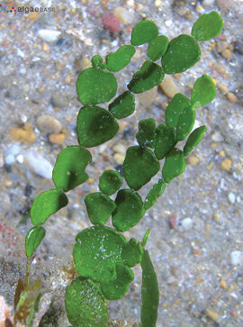 Diversity and classification of marine benthic algae - Coastal Wiki