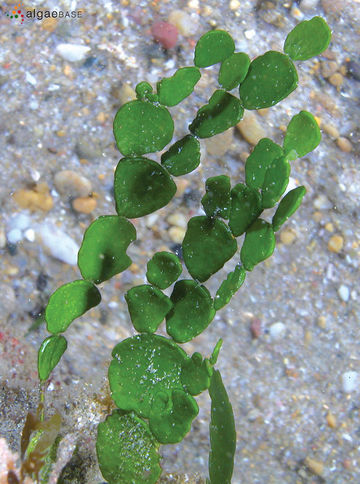 Diversity and classification of marine benthic algae - Coastal Wiki