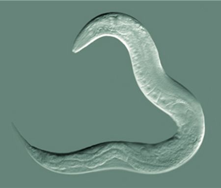 Meiofauna - Coastal Wiki