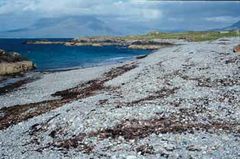 Functional diversity in marine ecosystems - Coastal Wiki