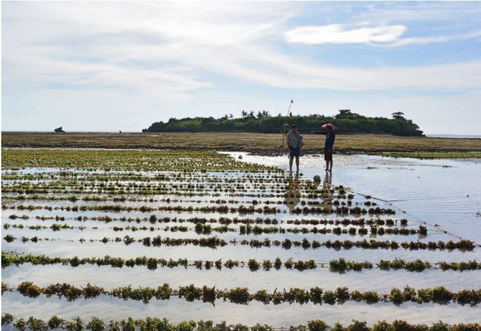 Seaweed (macro-algae) ecosystem services - Coastal Wiki
