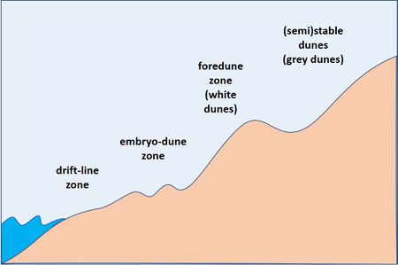 Shore protection vegetation - Coastal Wiki