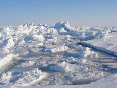 Sea ice ecosystem - Coastal Wiki