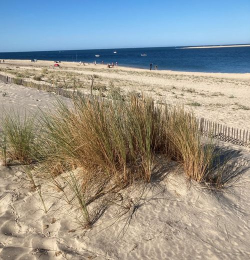 Dune development - Coastal Wiki