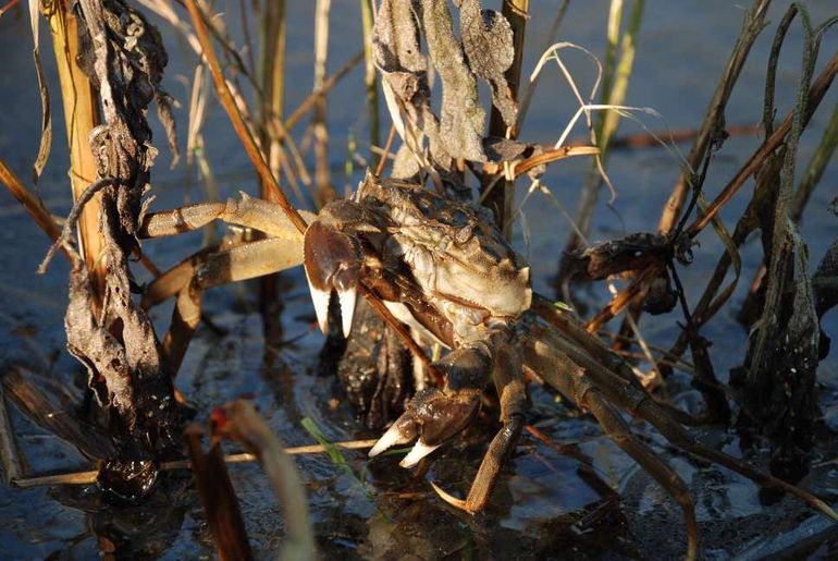 Chinese wolhandkrab - Coastal Wiki