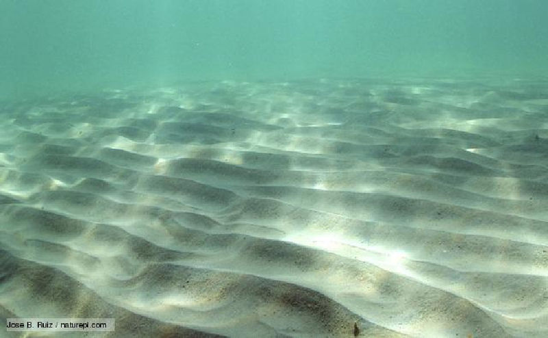 Wave ripples - Coastal Wiki