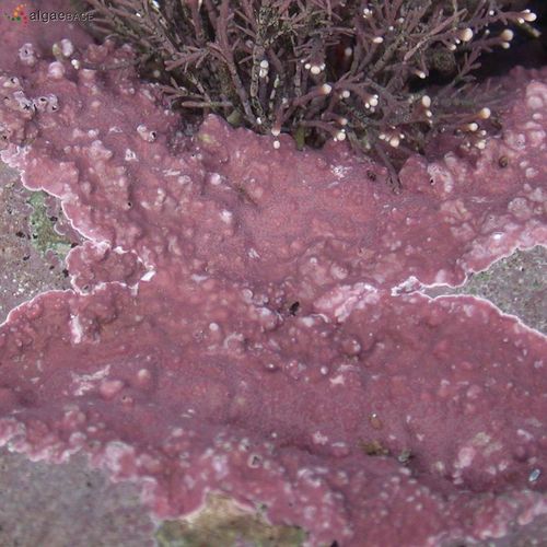 Diversity and classification of marine benthic algae - Coastal Wiki