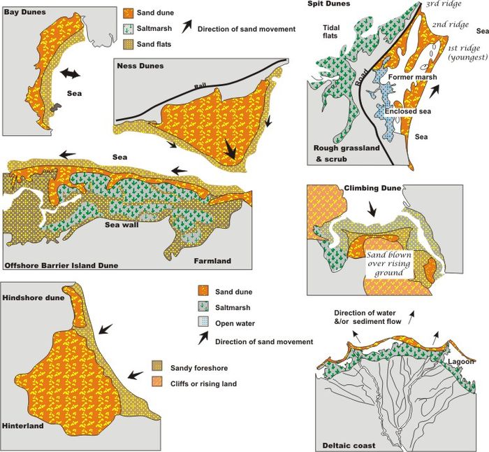 Sand dune types - Europe - Coastal Wiki