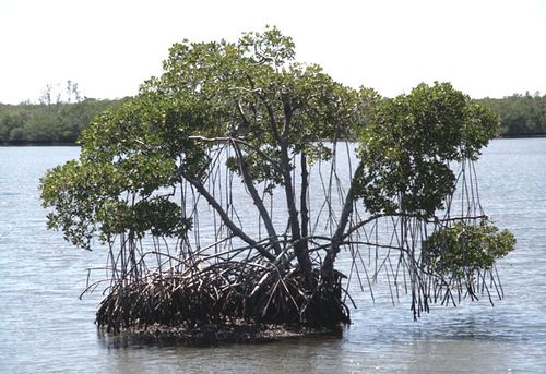 Mangroves - Coastal Wiki