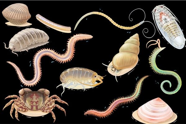 Estuarine ecosystems - Coastal Wiki