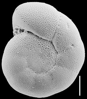 Benthos - Coastal Wiki