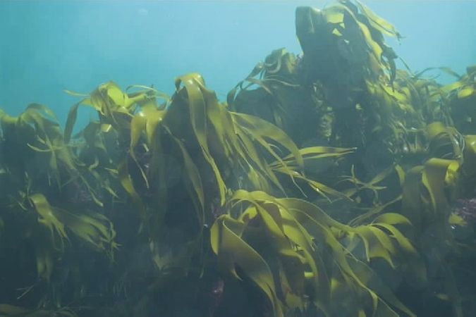 Kelp forests - Coastal Wiki