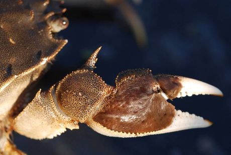 Chinese wolhandkrab - Coastal Wiki