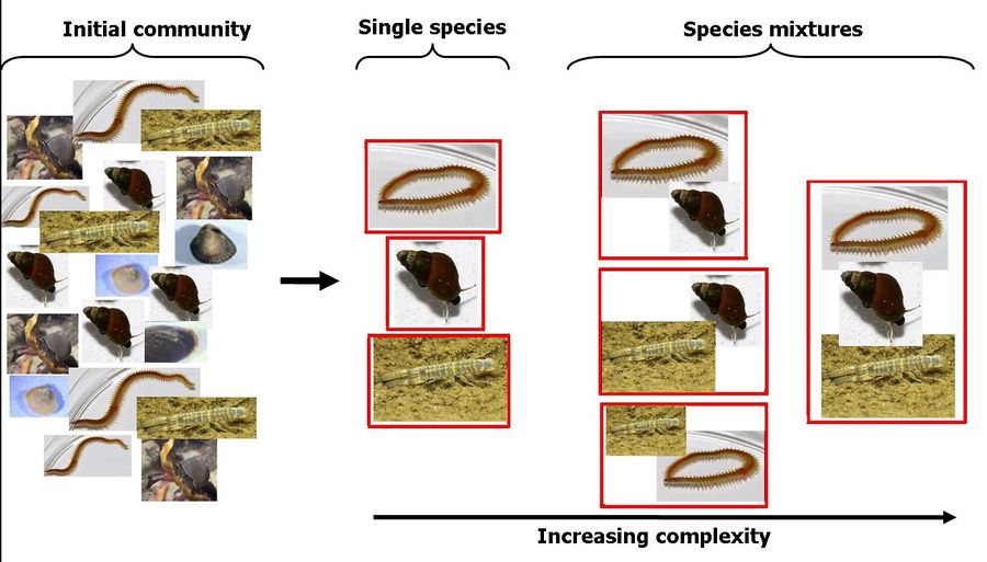 A review of biodiversity-ecosystem function research - Coastal Wiki