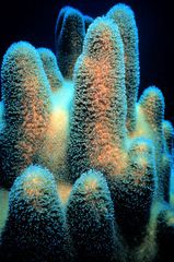 Coral reefs - Coastal Wiki