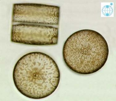 Coscinodiscus wailesii - Coastal Wiki