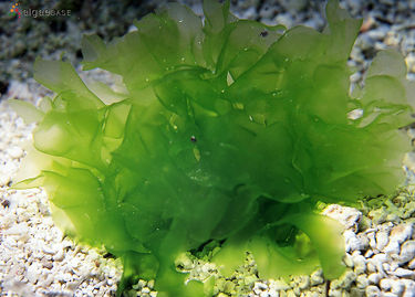 Diversity and classification of marine benthic algae - Coastal Wiki