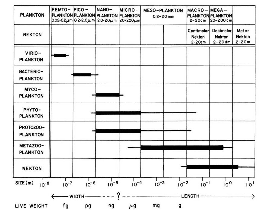 Marine Plankton - Coastal Wiki